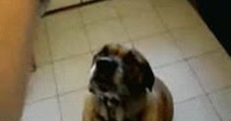 ¡Vaya GIF! / ¿Masticar? ¿Qué es eso?