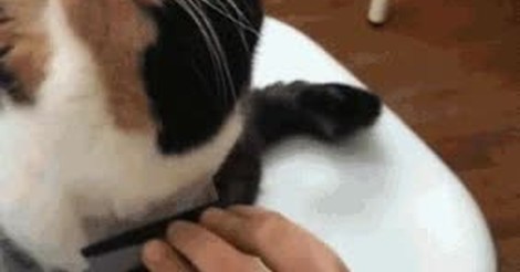 ¡Vaya GIF! / Mi gato ve el cepillo y se esconde, en cambio este...