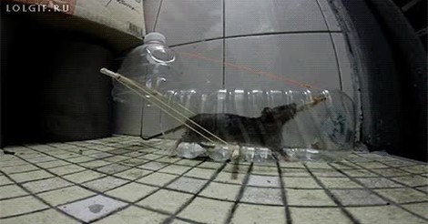 ¡Vaya GIF! / Una forma efectiva de atrapar ratones