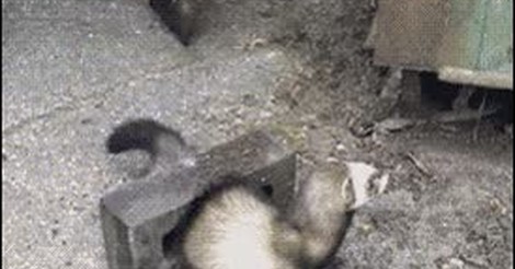 ¡Vaya GIF! / Los hurones y su facilidad para meterse en donde no deben