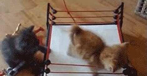 ¡Vaya GIF! / ¿WWE? Nah, mejor PCW, professional cat wrestling