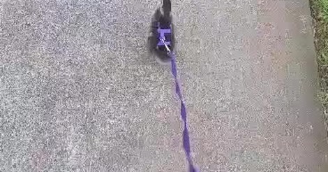 ¡Vaya GIF! / Nada raro por aquí, sólo un tío paseando a su patito