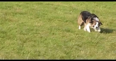 ¡Vaya GIF! / Sigilo canino sincronizado