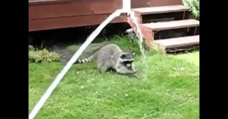 ¡Vaya GIF! / El mapache que quería controlar el agua