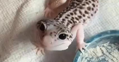¡Vaya GIF! / Hola, ¿qué tal el día? ¿hay algo más alegre que este bichejo?