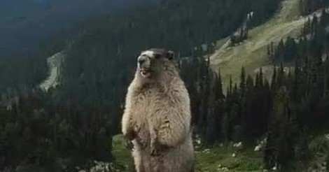 ¡Vaya GIF! / Cuando pierdes a uno de tus amigos en una excursión en la ...
