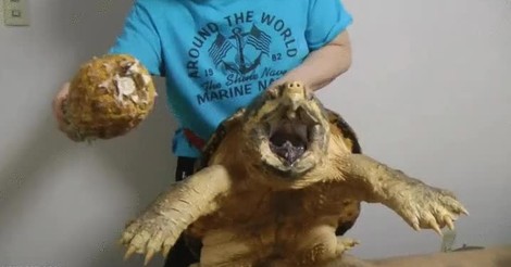 ¡Vaya GIF! / Si alguna vez te encuentras con una tortuga aligator ...