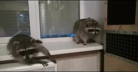 ¡Vaya GIF! / ¡Fiesta loca de mapaches en mi casa esta noche!