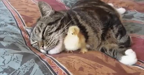 ¡Vaya GIF! / Un pollito y un gato creciendo juntos