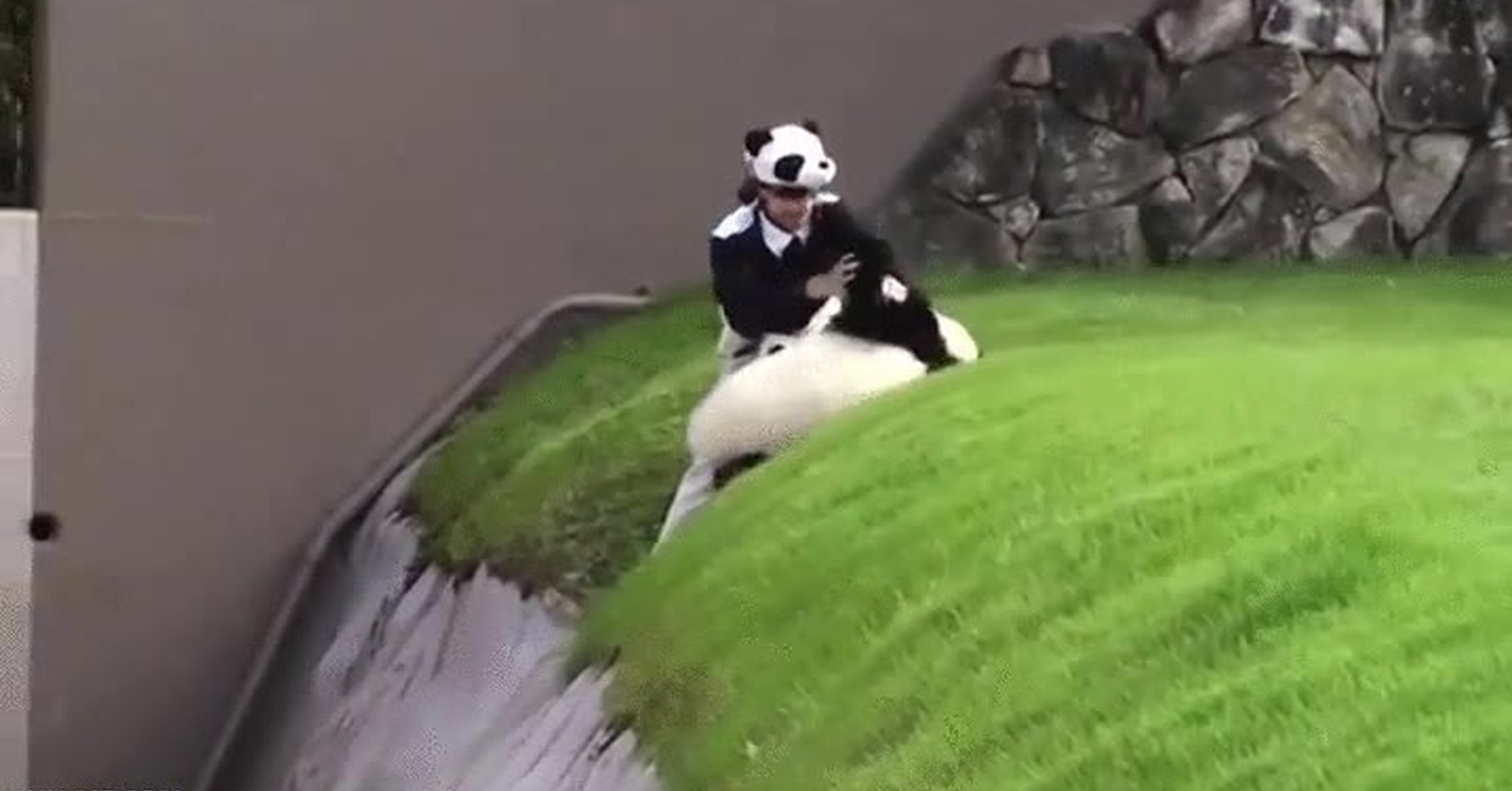 ¡Vaya GIF! / Un oso panda acaba cayendo al foso de contención en su ...