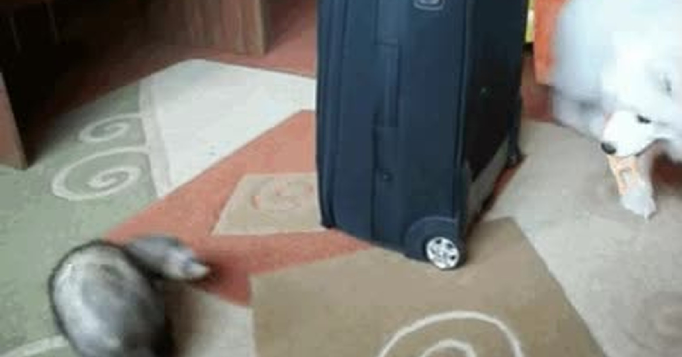 ¡Vaya GIF! / Los hurones tienen unos movimientos muy ninjas