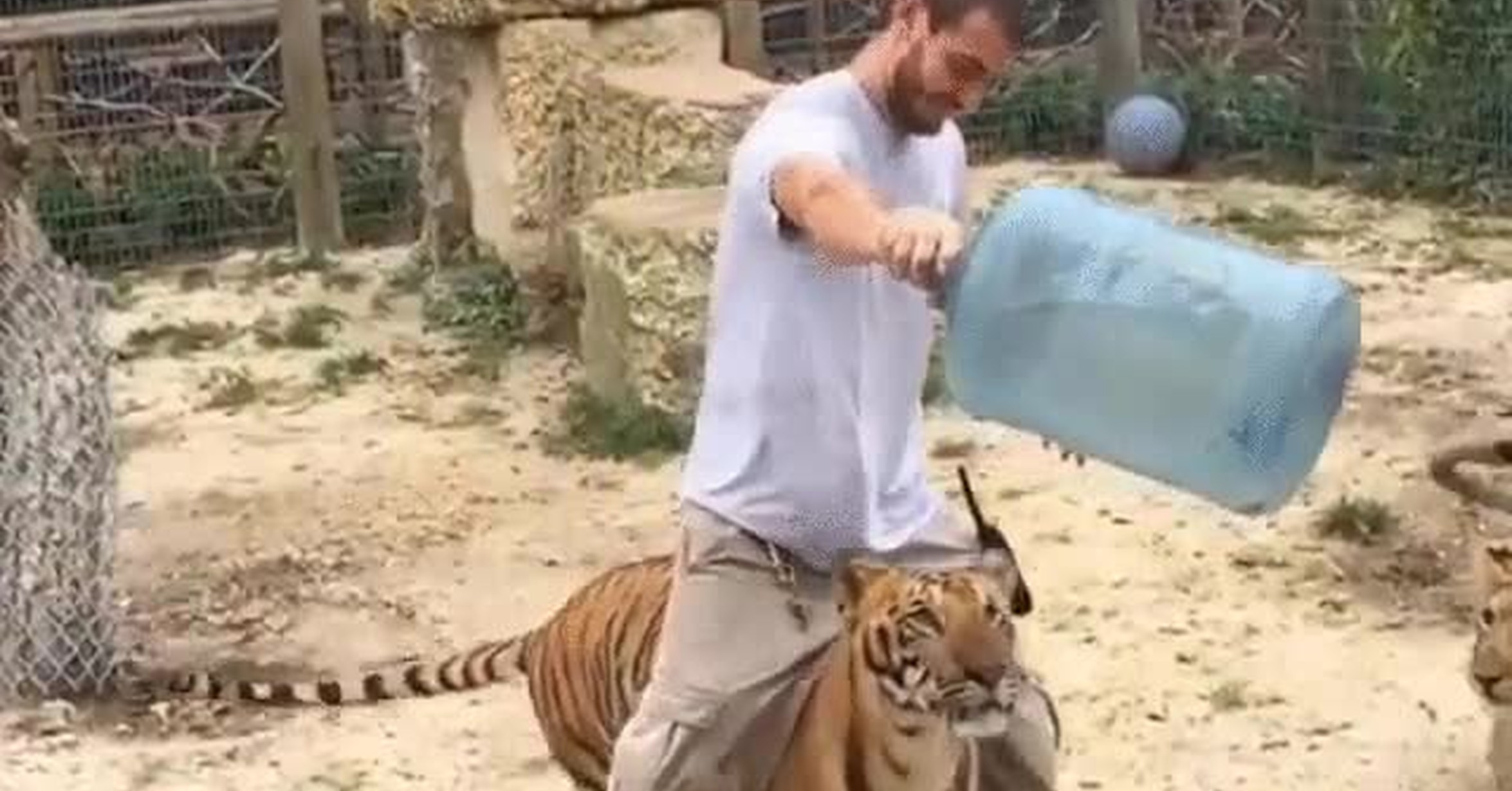 ¡Vaya GIF! / Jugando un poquito al límite con este tigre joven