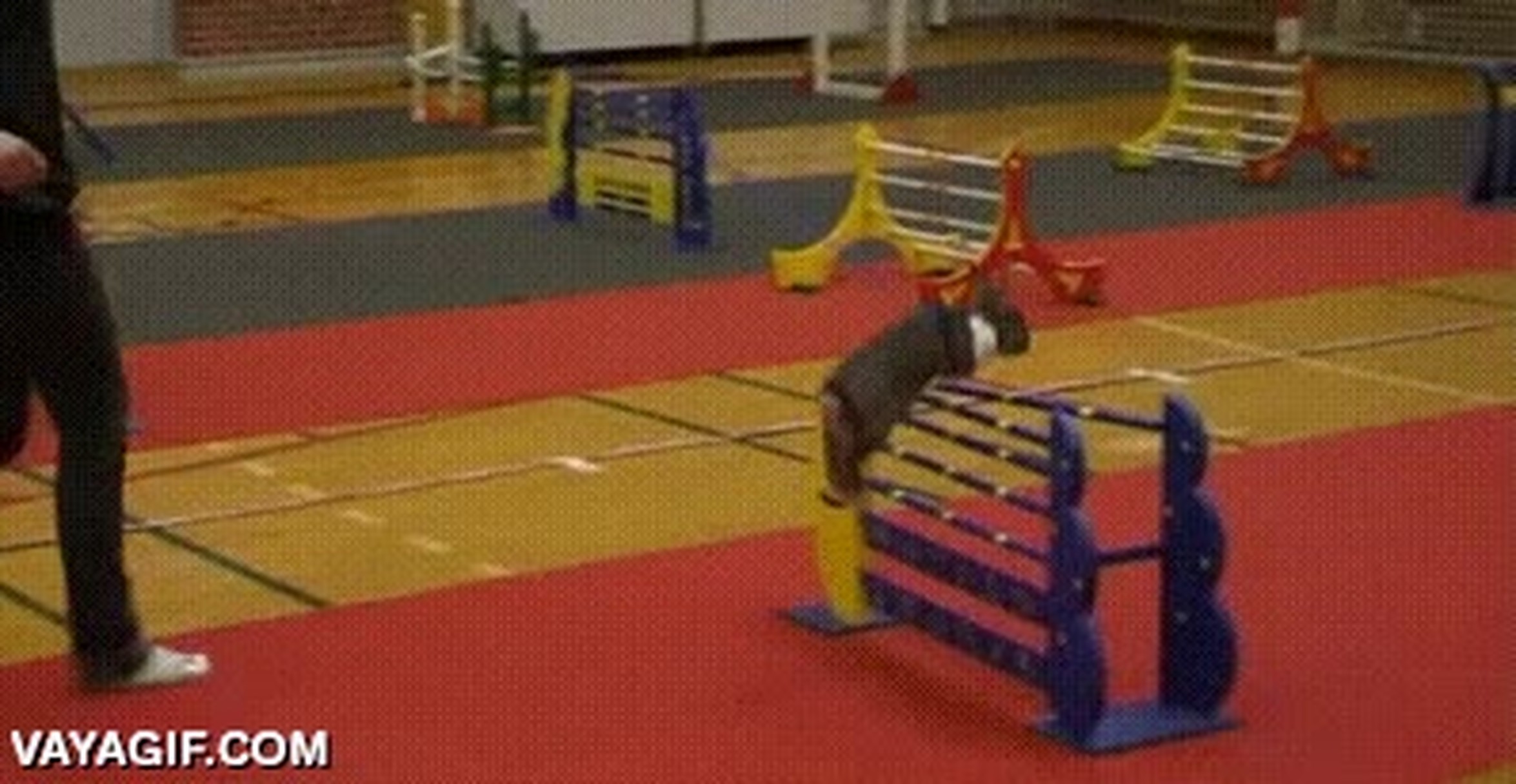 ¡Vaya GIF! / Un circuito de agility no es nada para un conejo