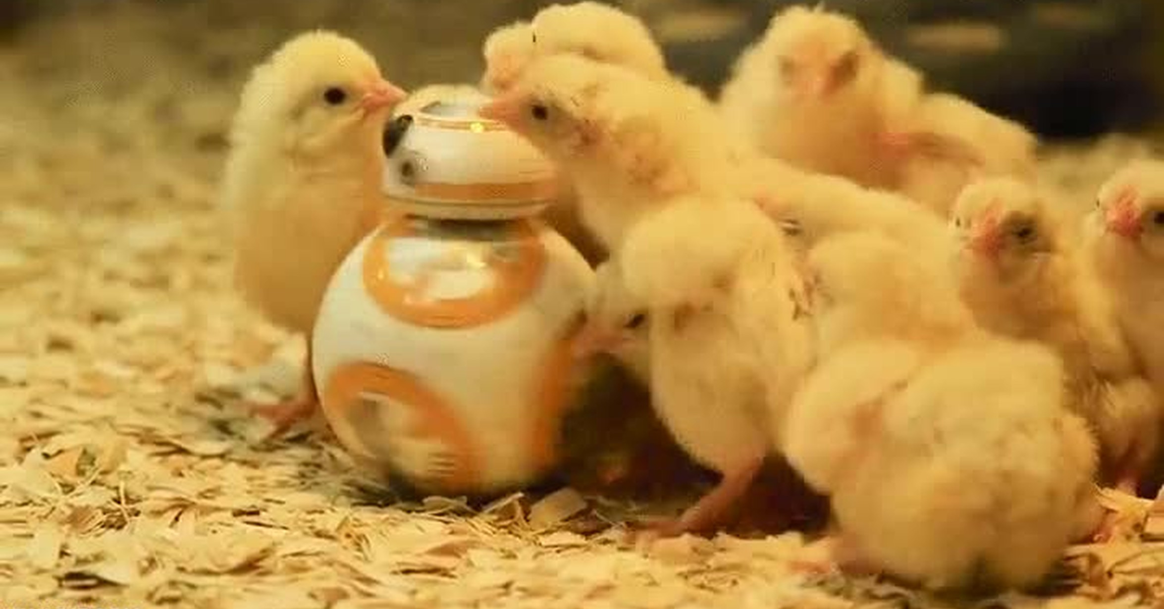 ¡Vaya GIF! / Estos pollitos adoran la nueva de Star Wars