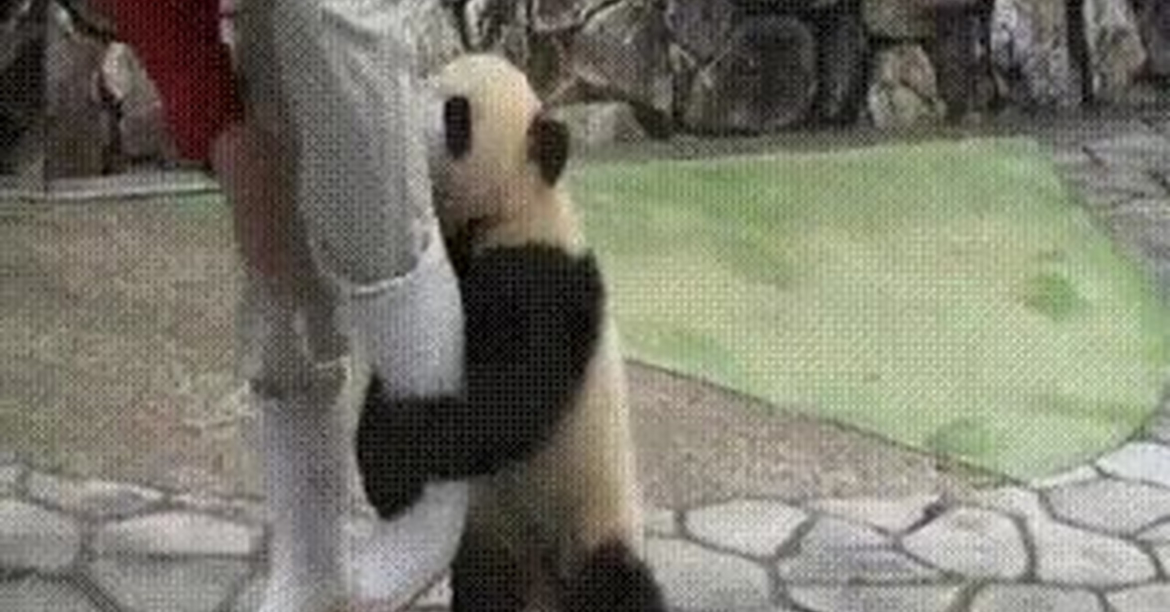 ¡Vaya GIF! / ¡No escaparás de mi poderoso abrazo del oso! Oh vaya, pues ...