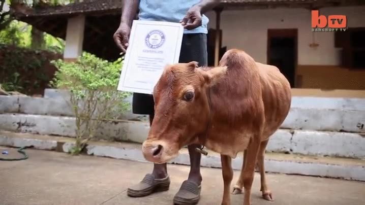 ¡Vaya GIF! / Y por eso no me quiero poner brackets