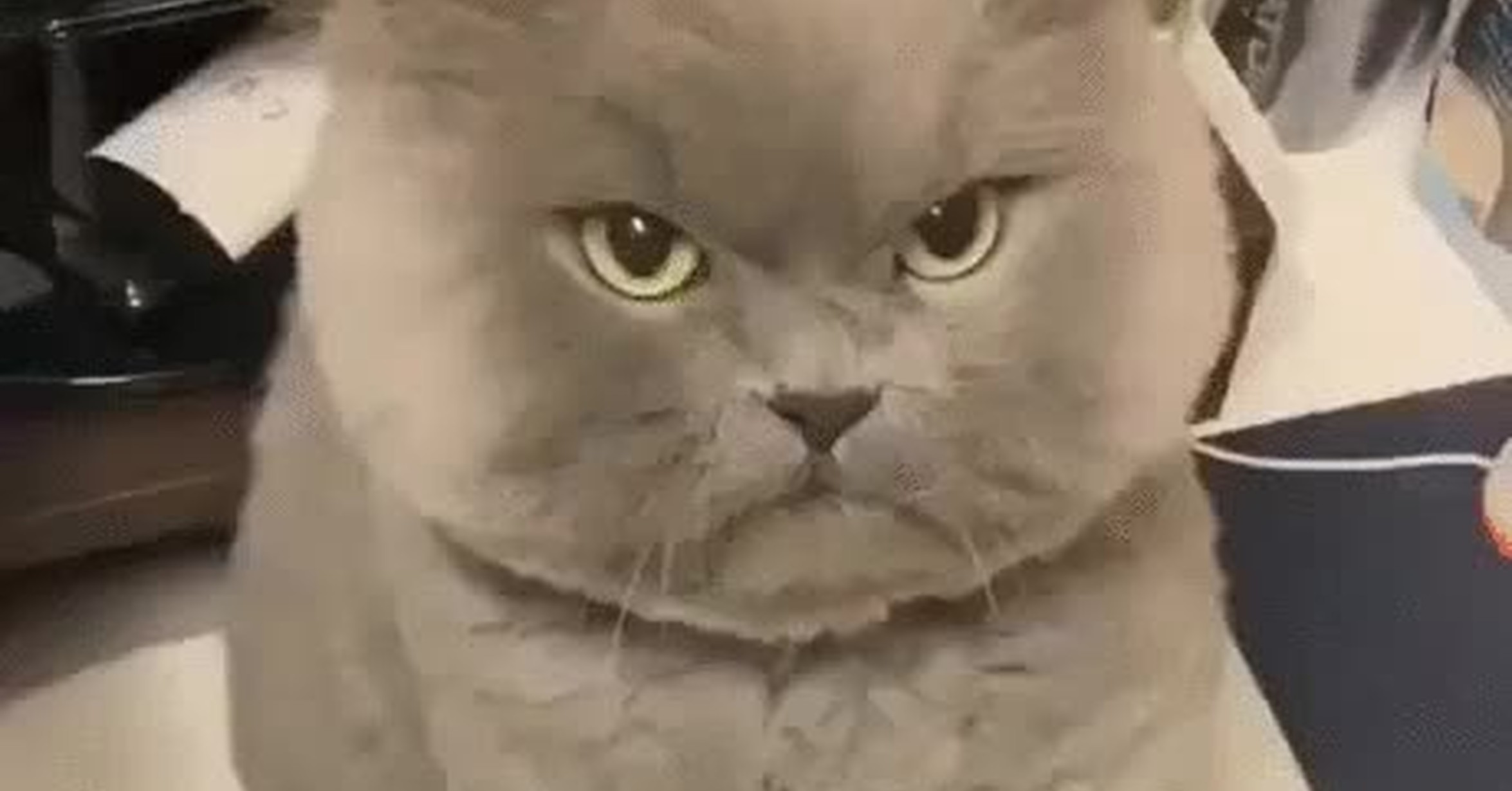 ¡Vaya GIF! / ''Por favor humano, te ruego que pares''