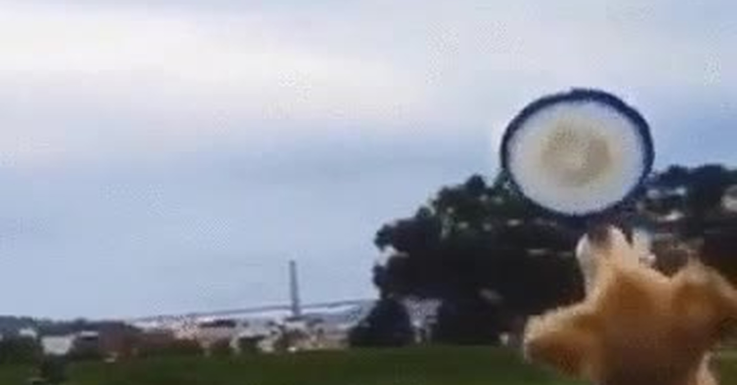 ¡Vaya GIF! / Este perro no es precisamente un atleta...