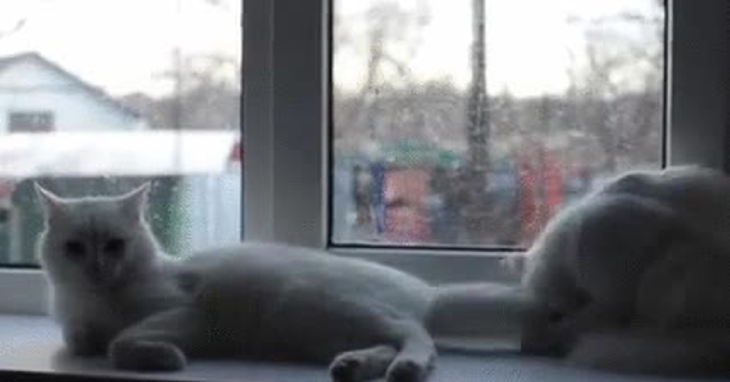 ¡Vaya GIF! / ''Te he dicho mil veces que no me molestes antes de que me ...