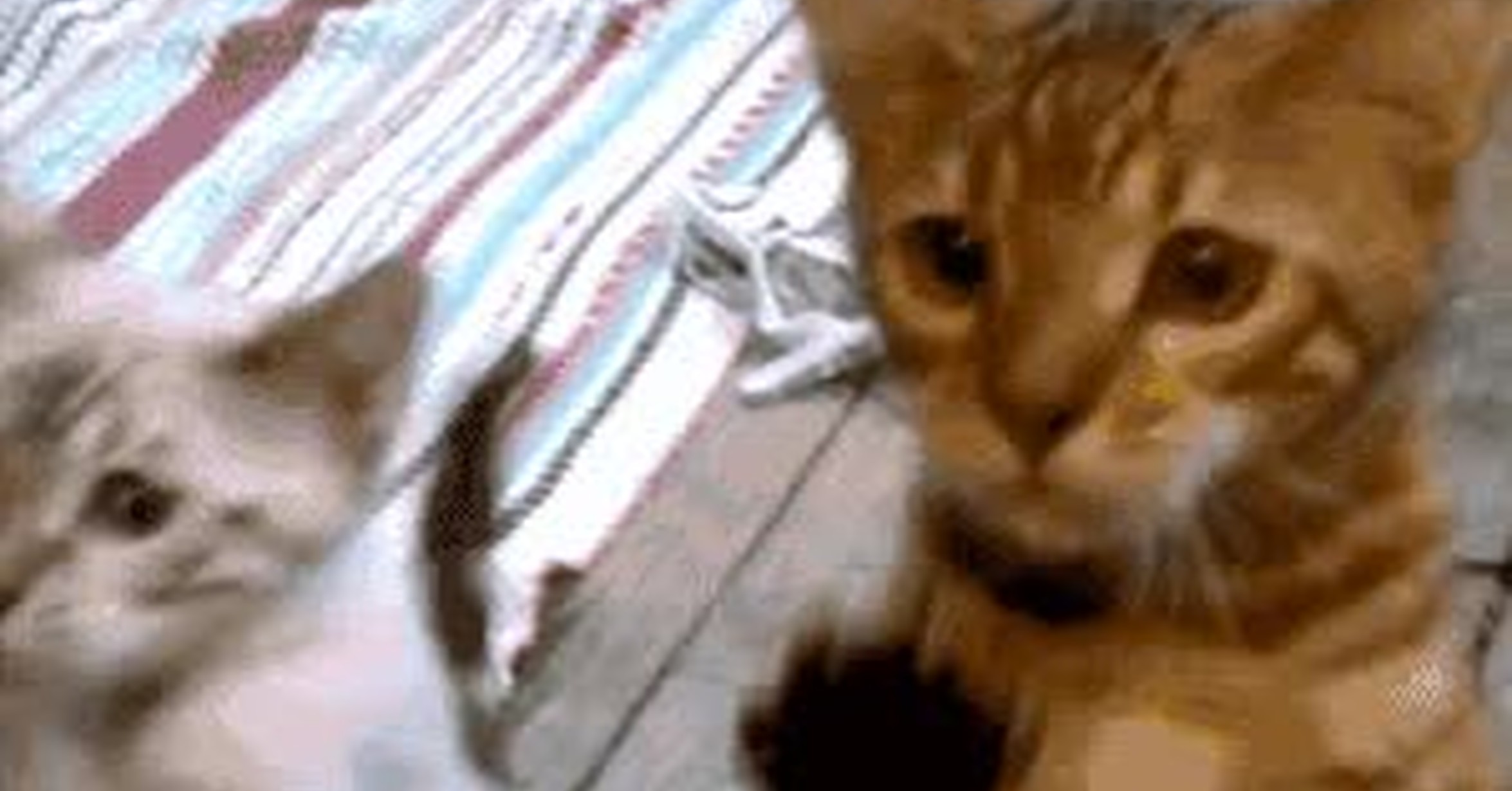 ¡Vaya GIF! / ¿Cómo dices que se hace? Ah, sí ya me sale