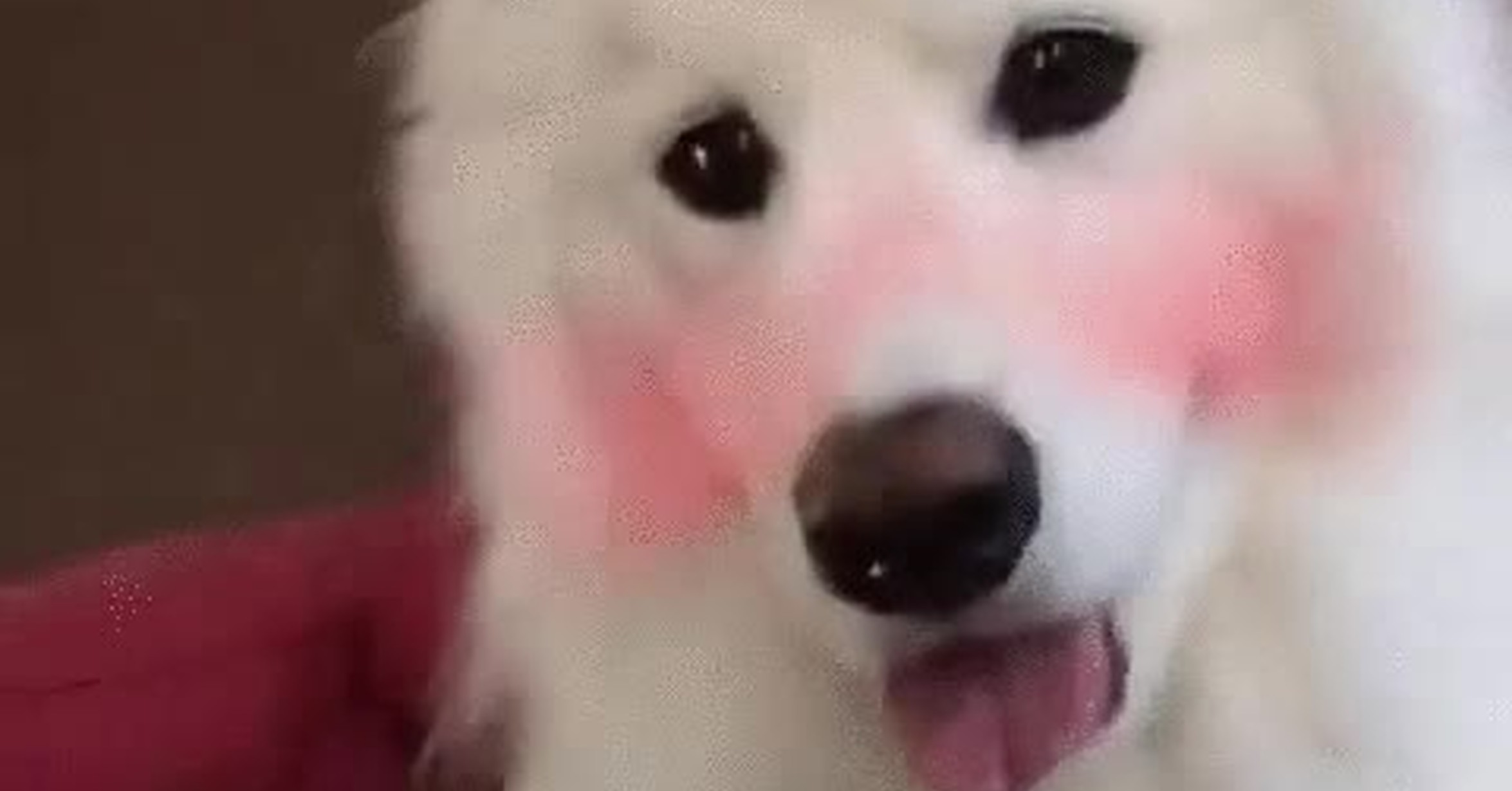 ¡Vaya GIF! / Snapchat + Perro = Risas aseguradas