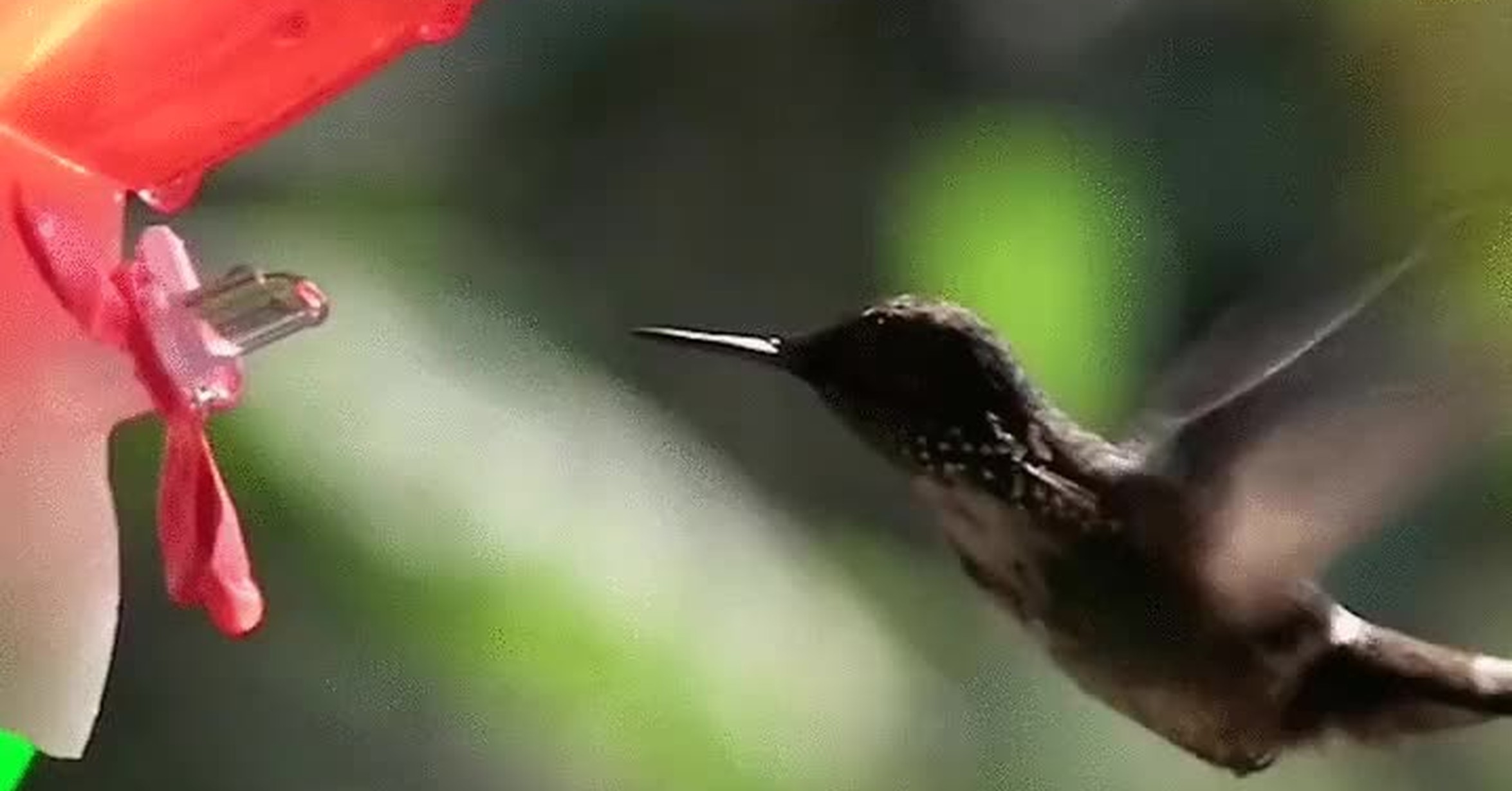 ¡Vaya GIF! / Los colibríes beben de una forma alucinante