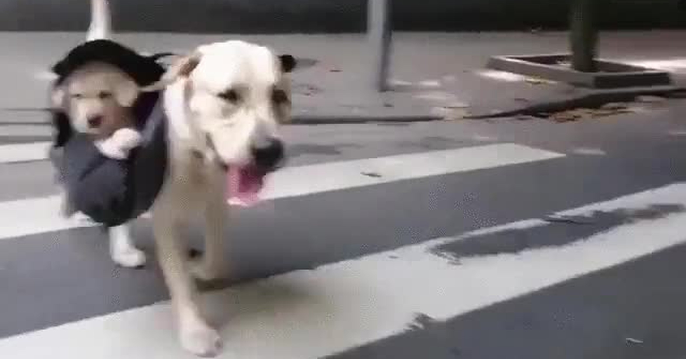 ¡Vaya GIF! / La manera más cómoda y segura de viajar con tus pequeños