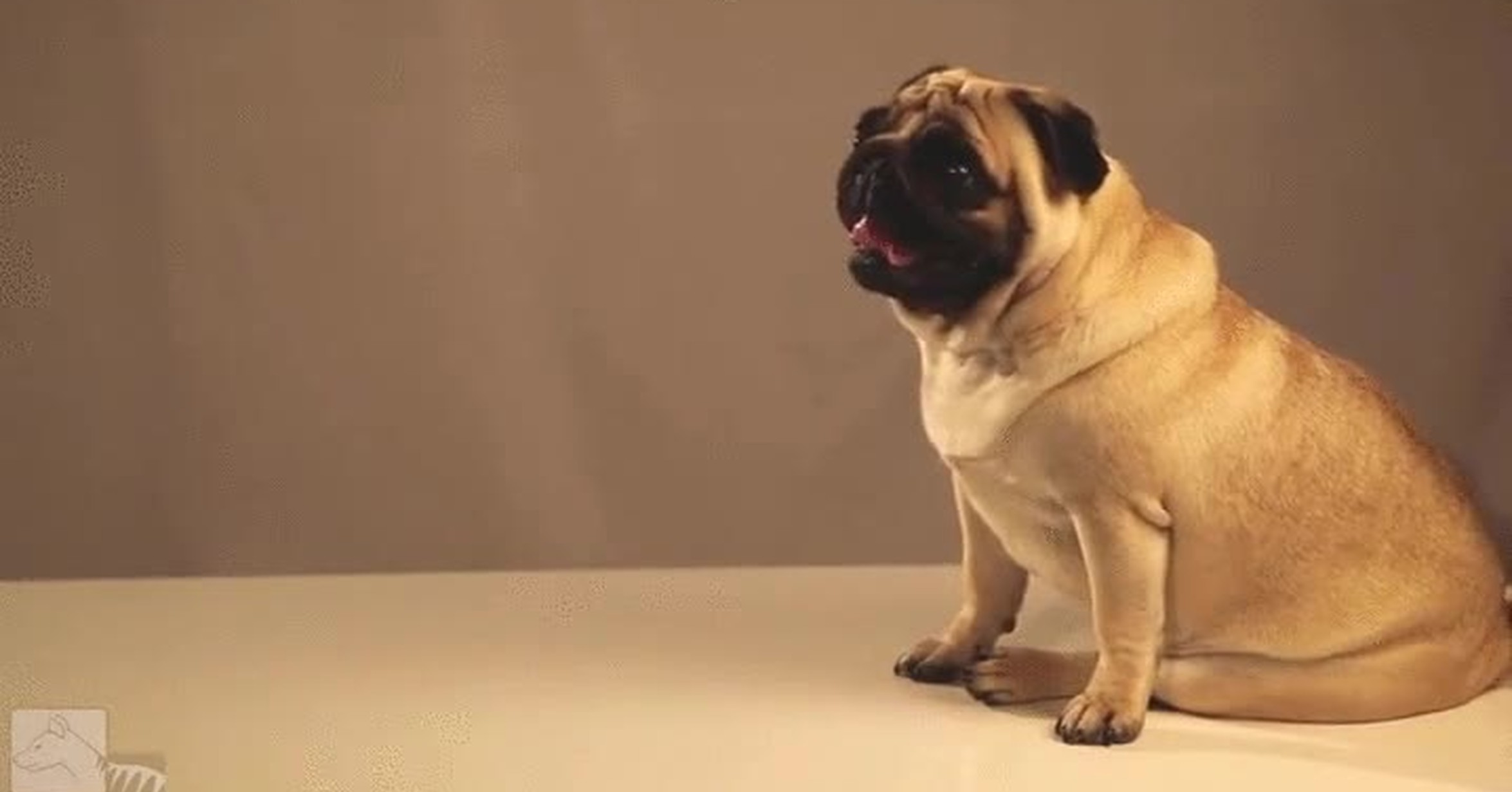 ¡Vaya GIF! / Entrando en modo pánico en cuestión de segundos
