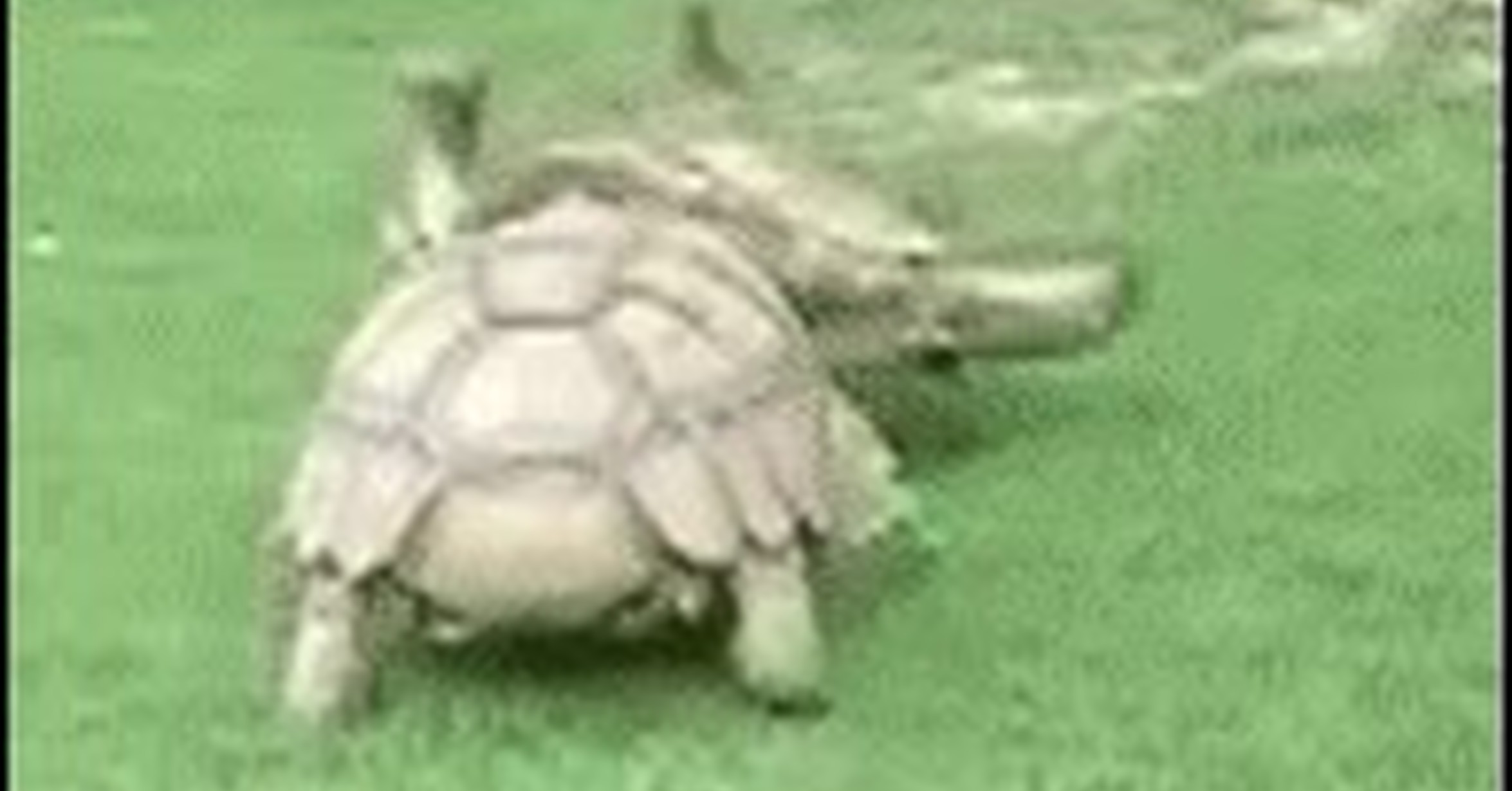 ¡Vaya GIF! / Un verdadero amigo siempre está ahí para ayudarte