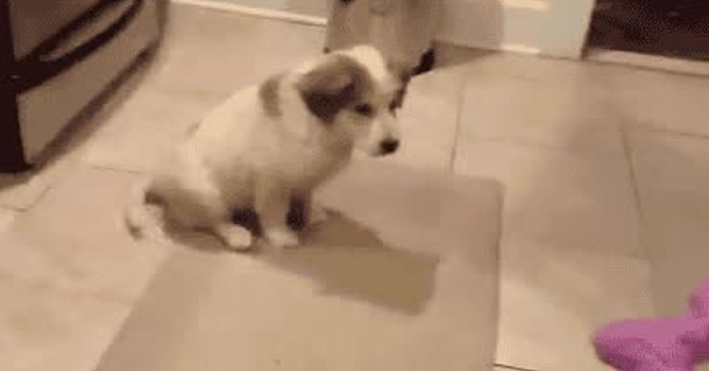 ¡Vaya GIF! / Hay perros que no han nacido con las habilidades ...