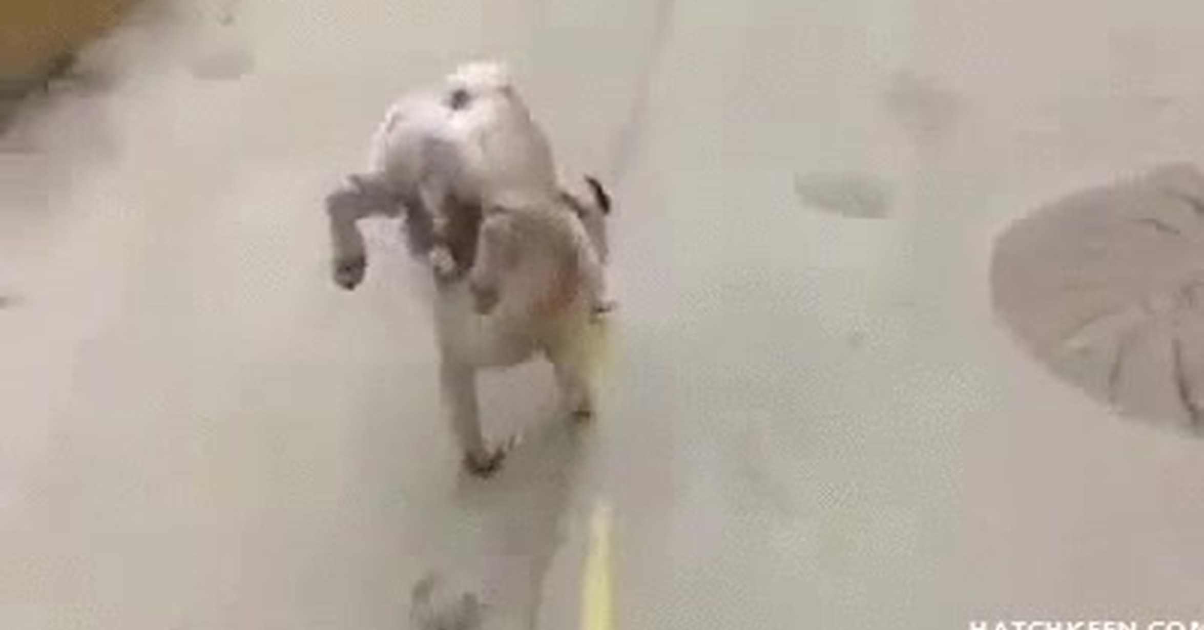 ¡Vaya GIF! / Mi perro hace unas cosas muy raras cada vez que vamos de paseo