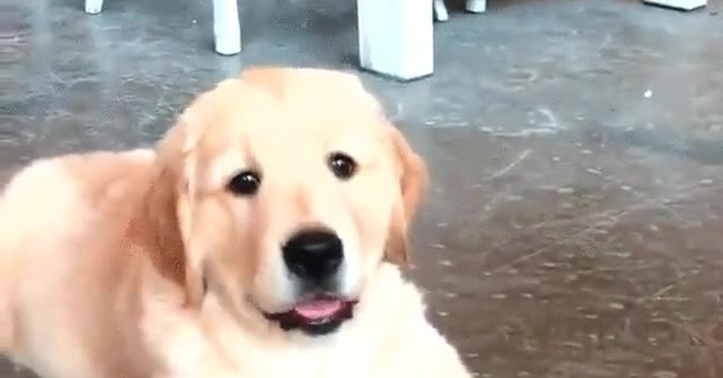 ¡Vaya GIF! / Cachorro que ha aprendido la mirada de dar lástima. Está ...