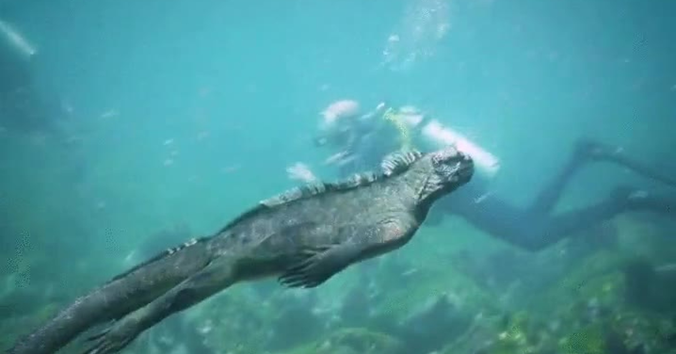 ¡Vaya GIF! / Imagina el mal rollo que tiene que dar encontrarte a uno ...