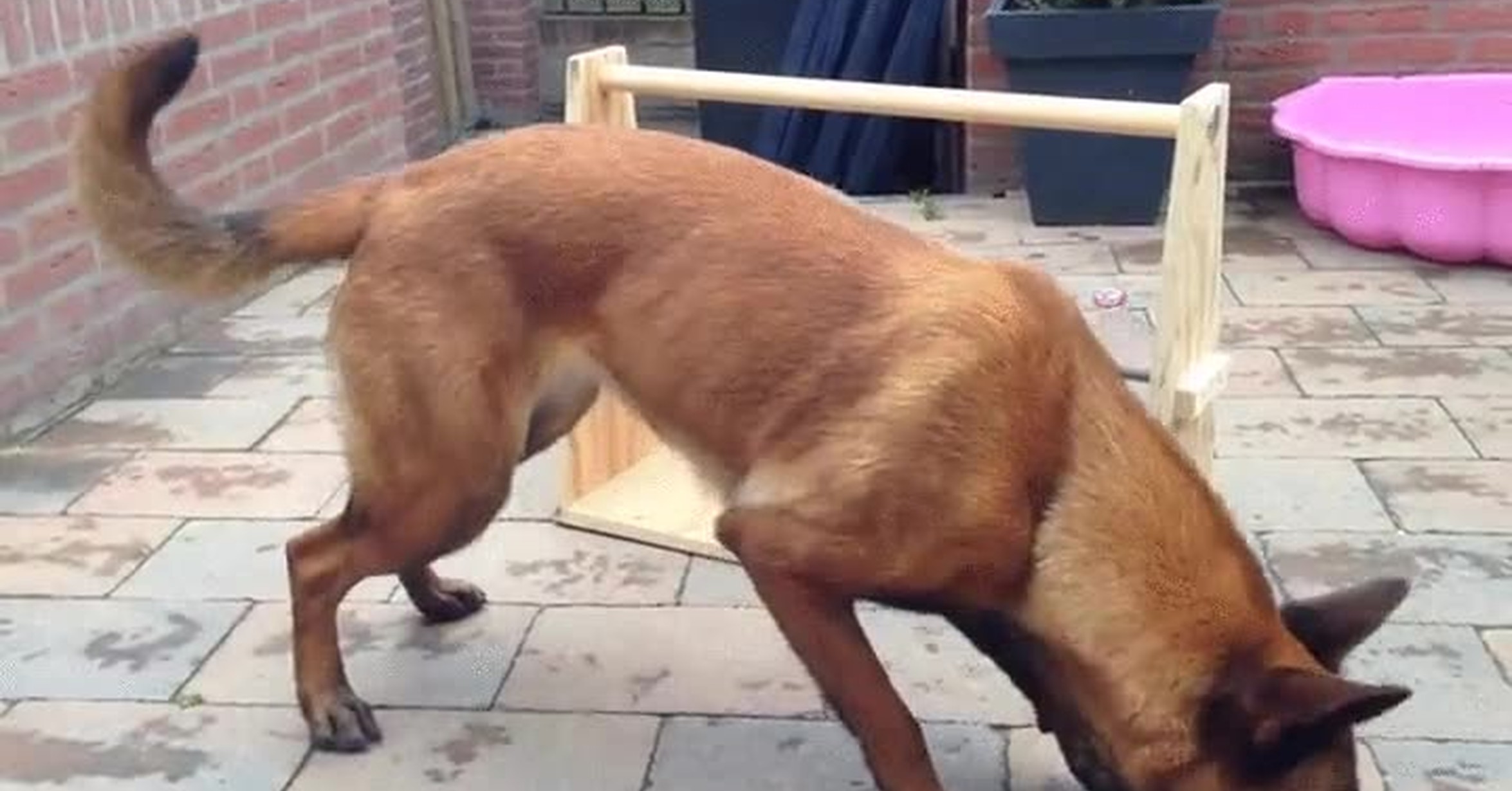 ¡Vaya GIF! / La mejor forma de tener distraído a tu perro