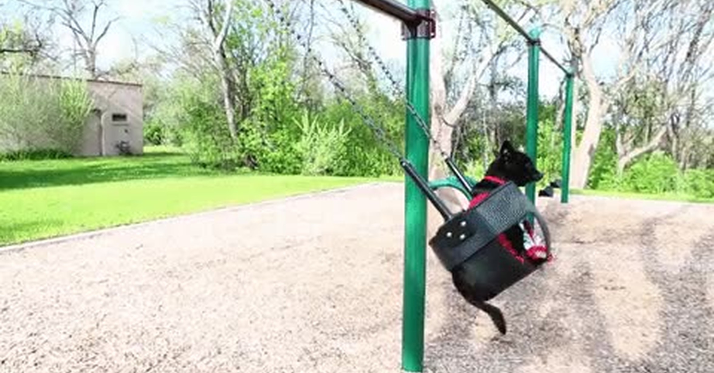 ¡Vaya GIF! / Mi perro lleva dos horas columpiándose y no me atrevo a ...