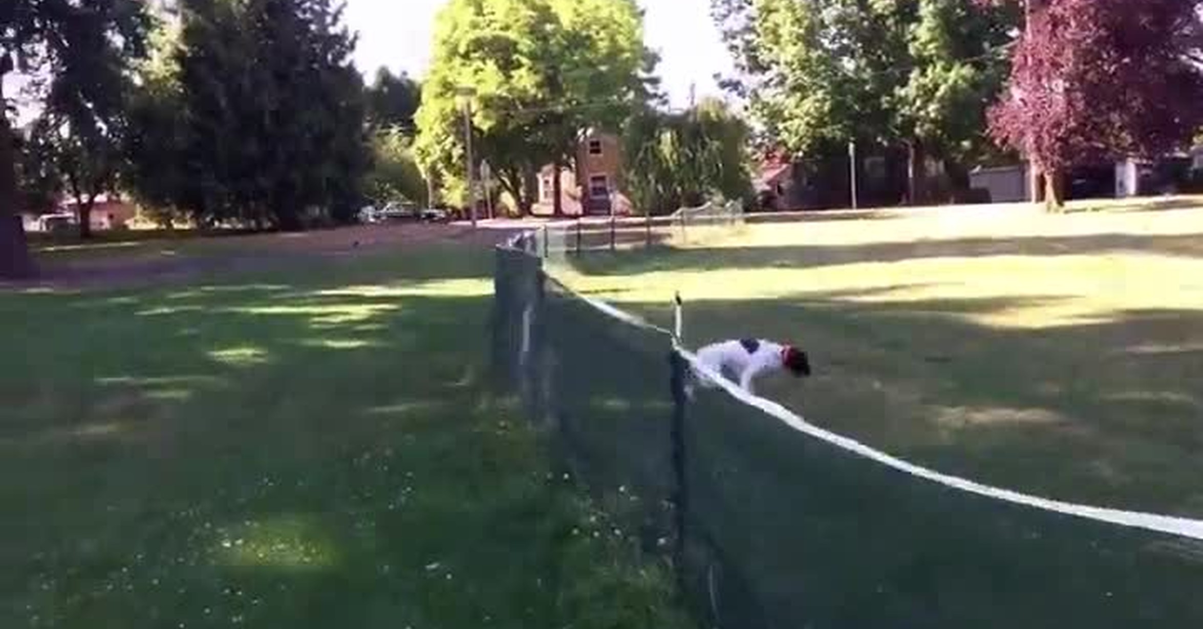 ¡Vaya GIF! / Observemos el grácil estilo de este perro para saltar