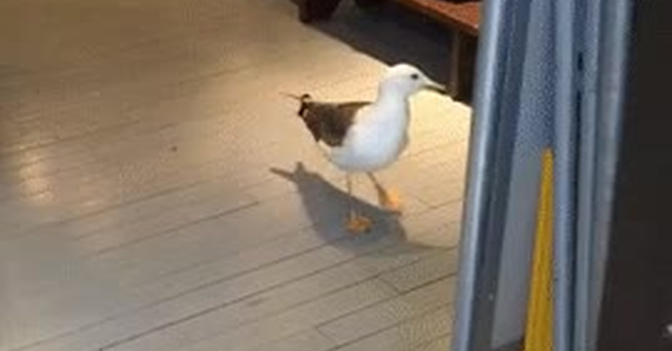 ¡Vaya GIF! / Hasta las gaviotas necesitan ir de compras de vez en cuando