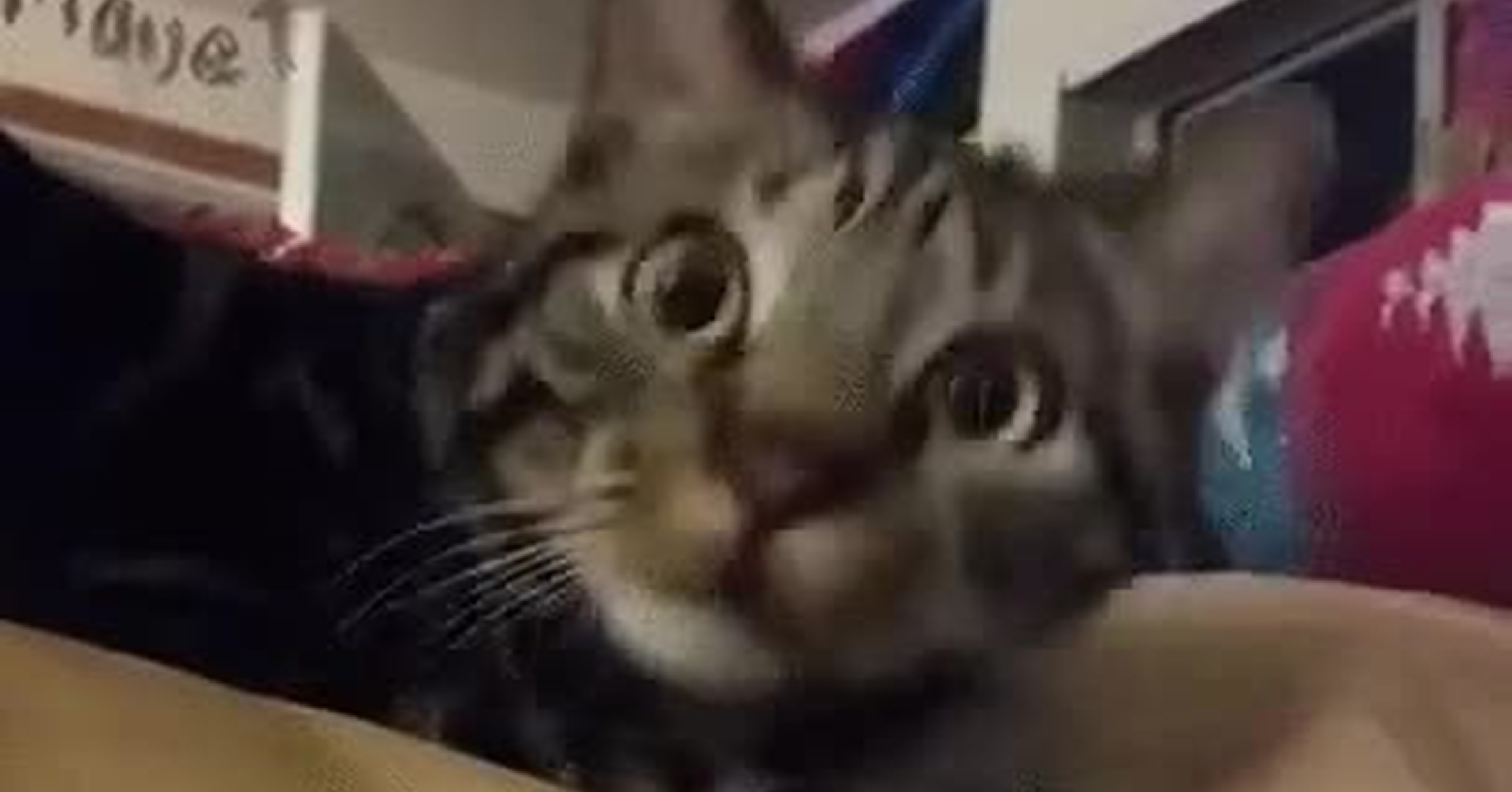 ¡Vaya GIF! / Reacción de un gato al despertarse. Lo de las pupilas es ...