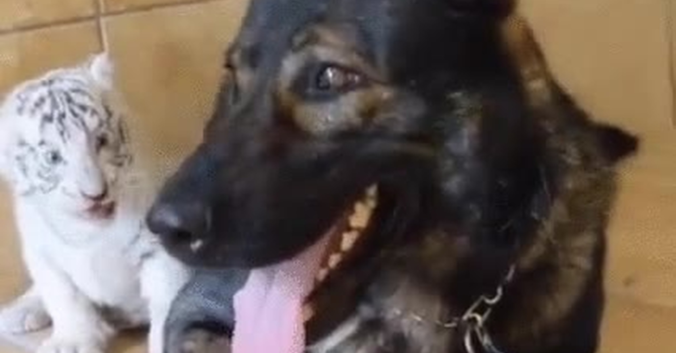 ¡Vaya GIF! / Un perro y dos cachorros de tigre que se llevan la mar de bien