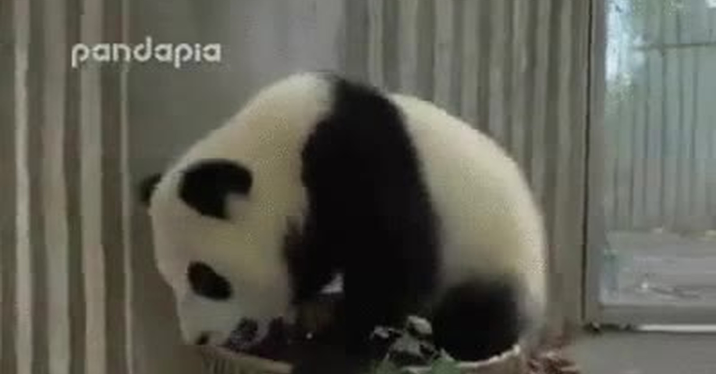 ¡Vaya GIF! / Cuidar de un panda es como cuidar de tu amigo borracho
