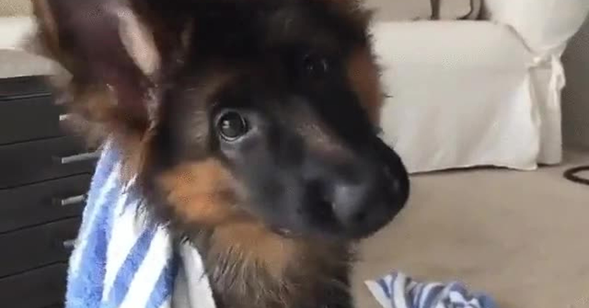 ¡Vaya GIF! / Pastor Alemán con ganas de jugar