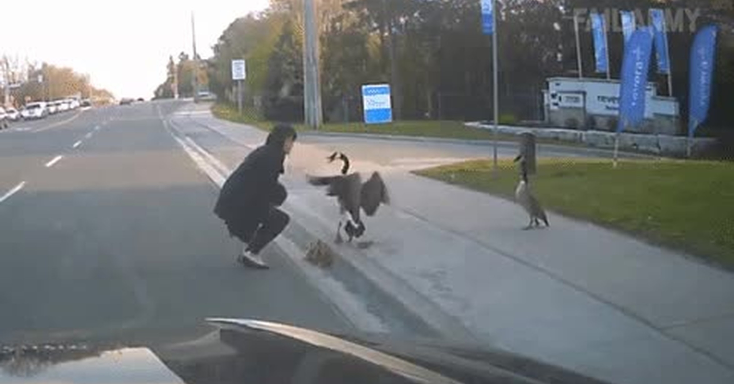 ¡Vaya GIF! / No necesitamos tu ayuda. Largo, humana