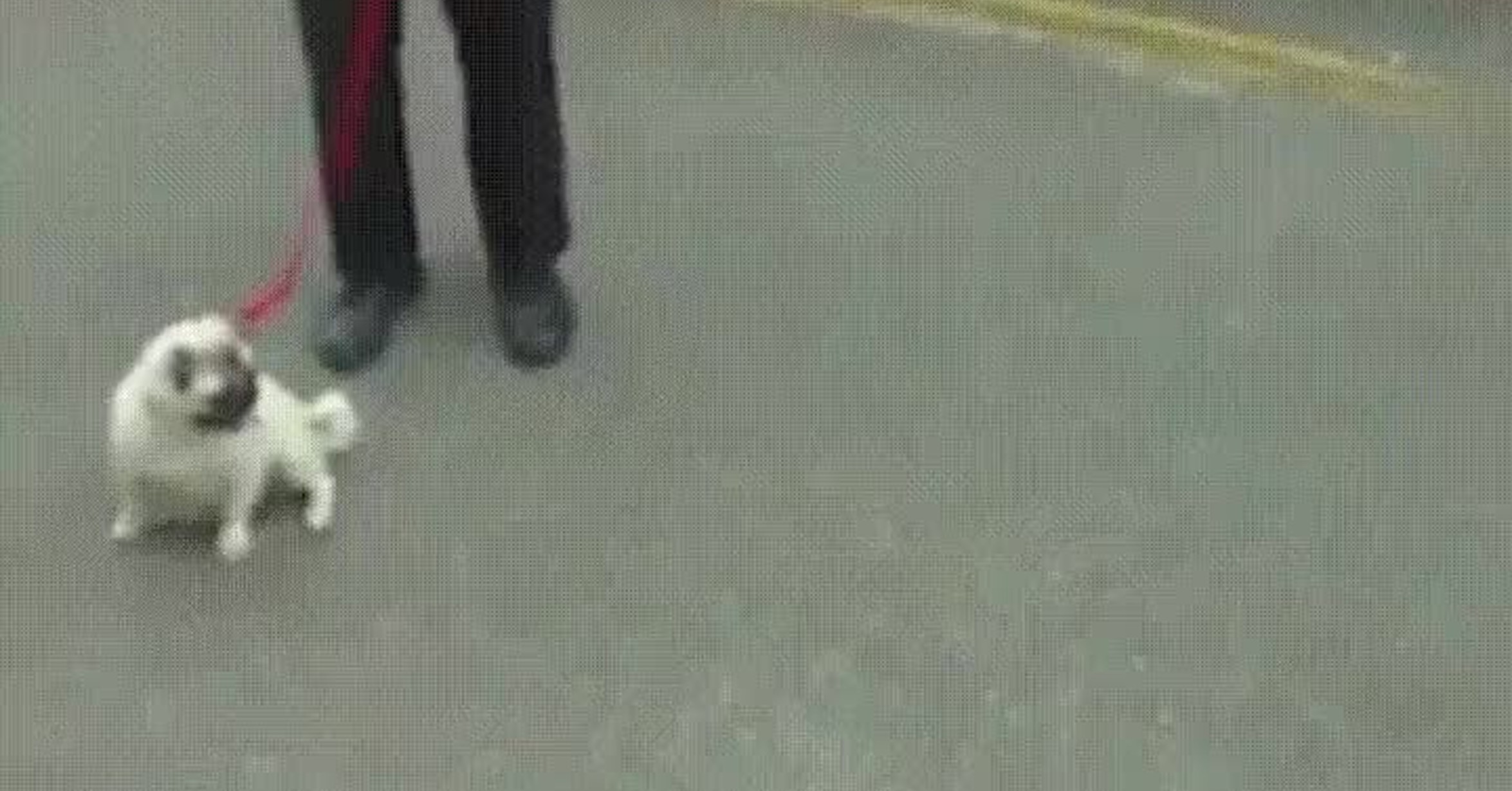 ¡Vaya GIF! / Reacción de un perro cuando lo devuelven con su dueña ...