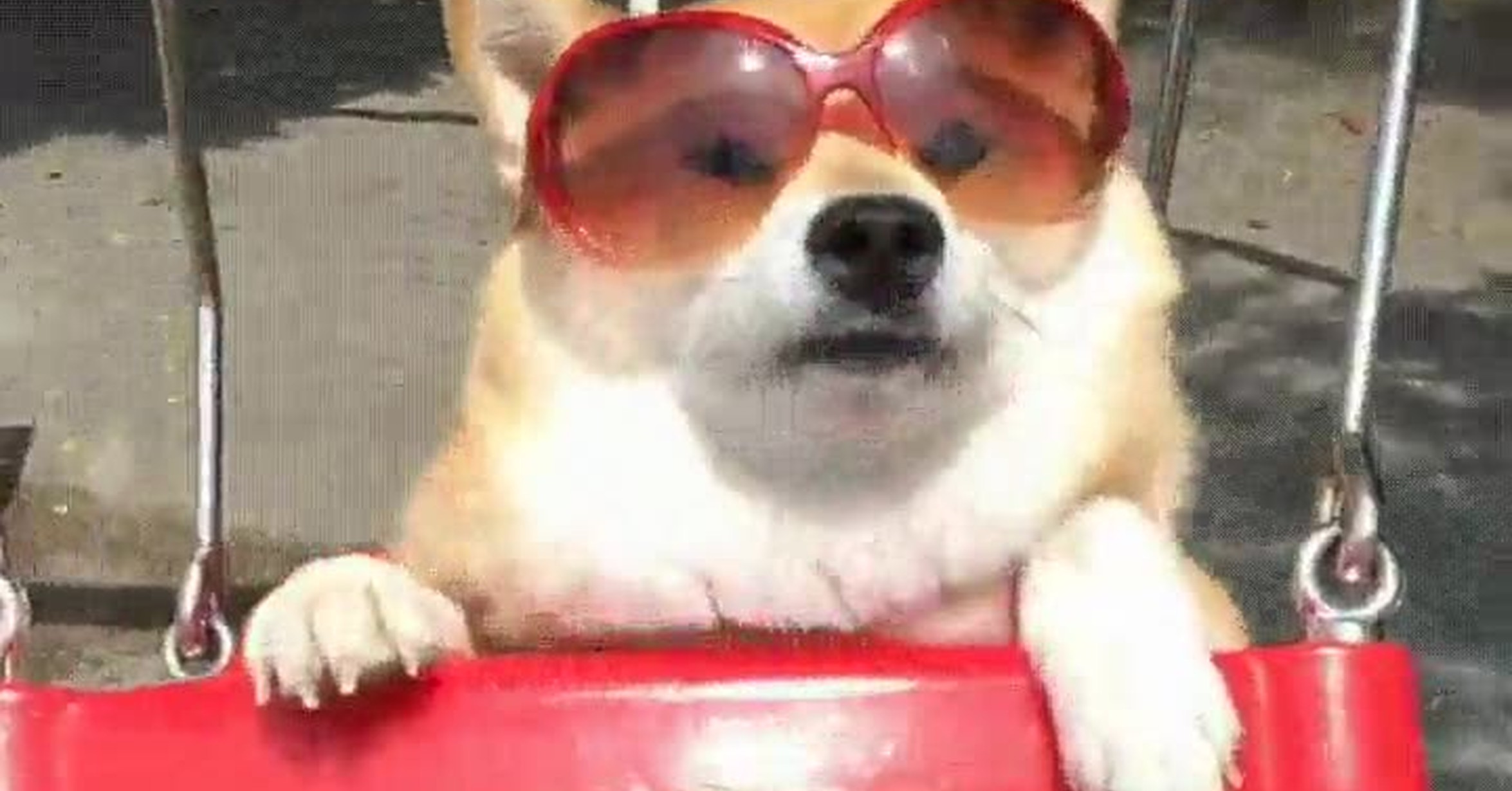 ¡Vaya GIF! / Si fuera por mi perro, se pasaría todo el día en el ...