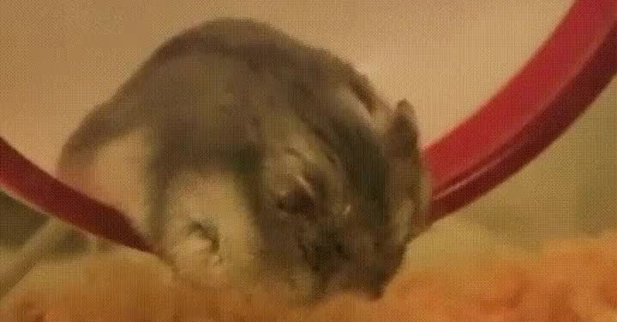 ¡Vaya GIF! / Definición gráfica de un domingo de resaca