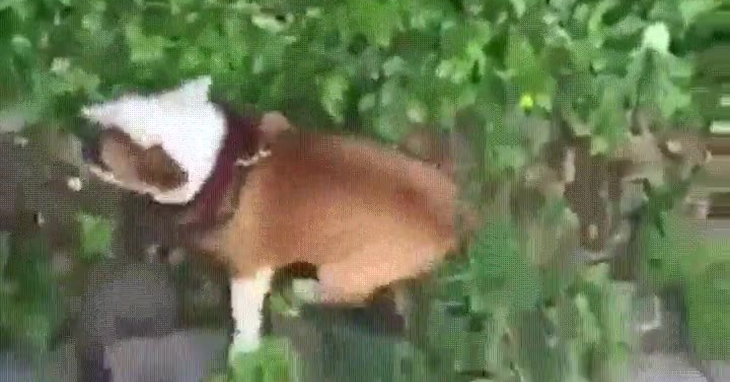 ¡Vaya GIF! / Momento exacto en el que un perro descubre que hacer la ...
