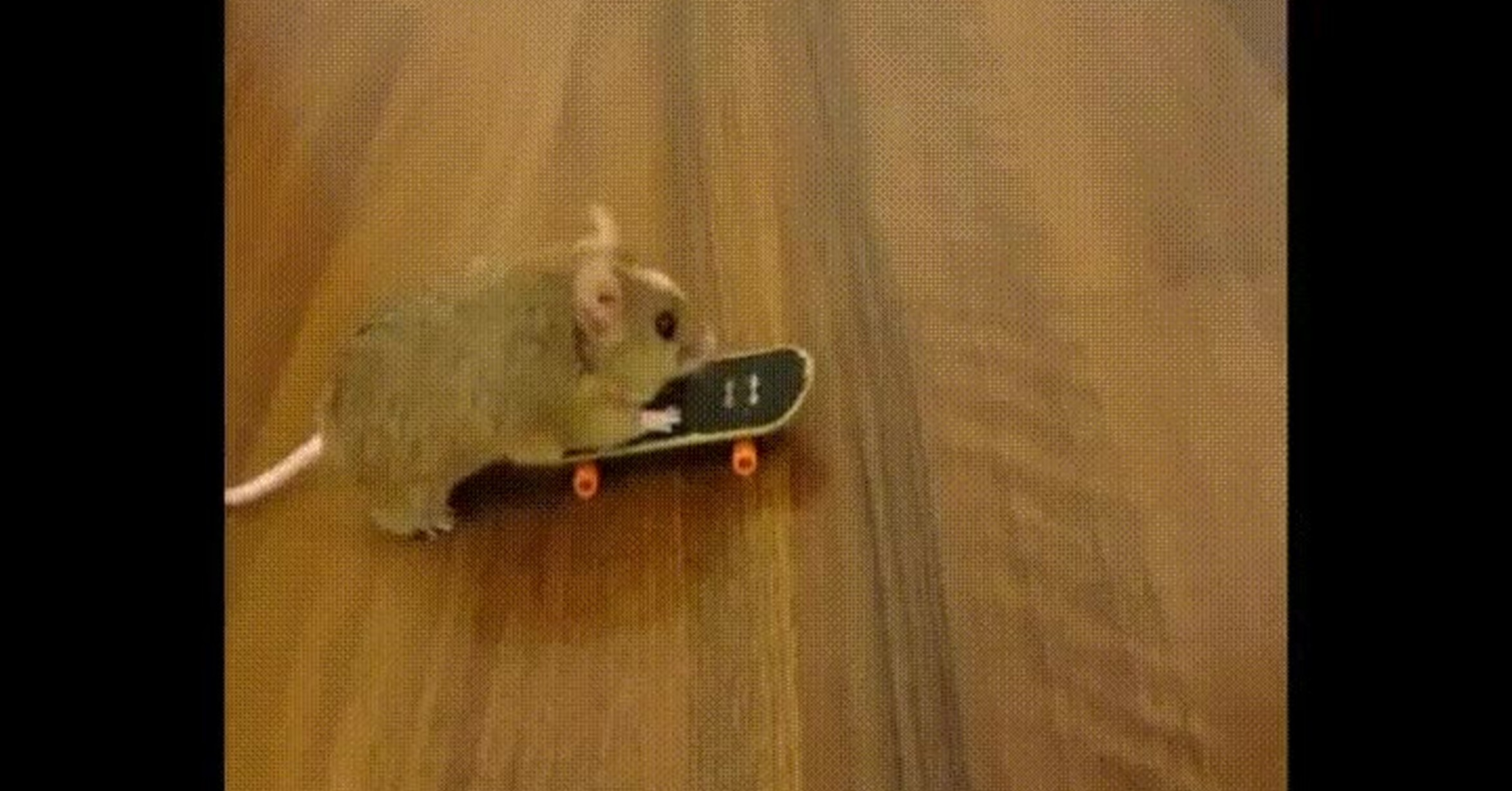 ¡Vaya GIF! / Este ratón patina mejor que muchos de nosotros