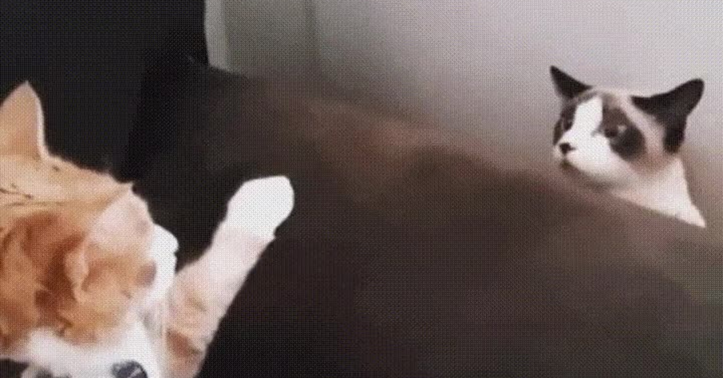 ¡Vaya GIF! / Creo que volveré más tarde...