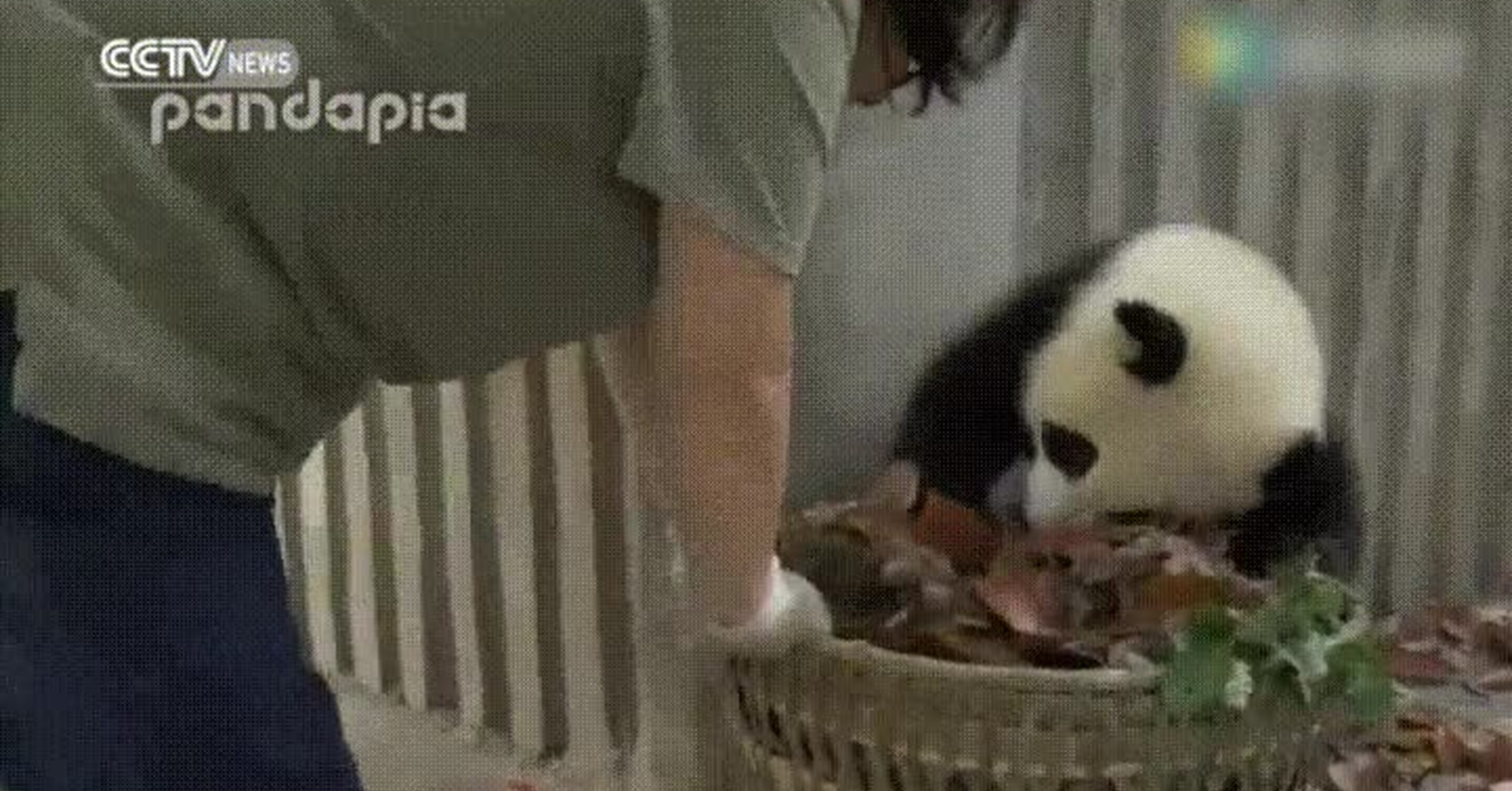 ¡Vaya GIF! / ¡He dicho que te apartes de mi cesta!