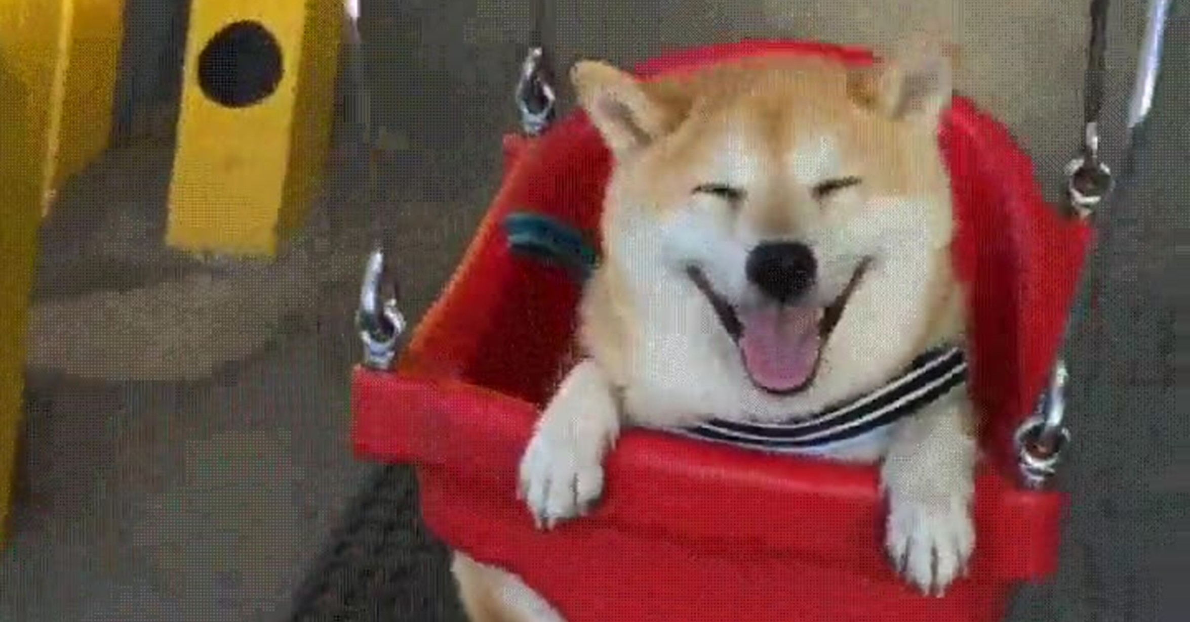 ¡Vaya GIF! / Cuando llevas a tu perro al parque y se convierte en el ...